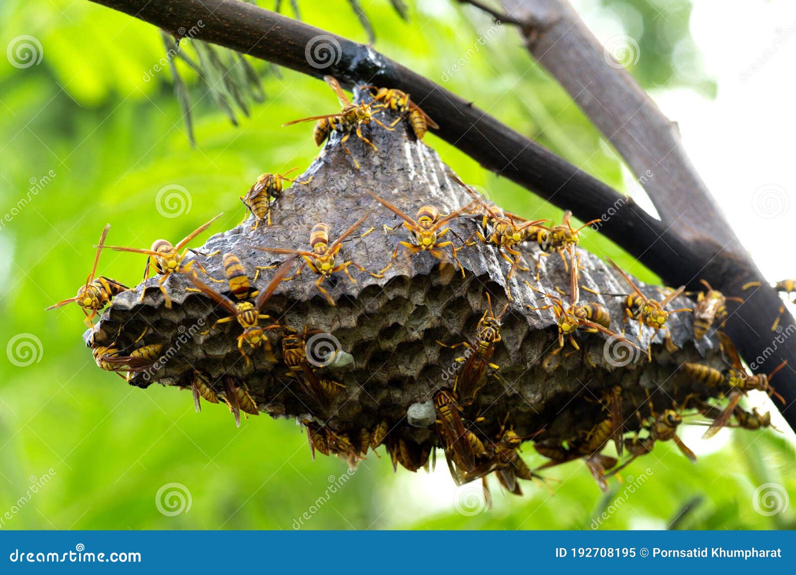 Hornet on the Nest on Tree in the Forest Stock Image - Image of nest ...