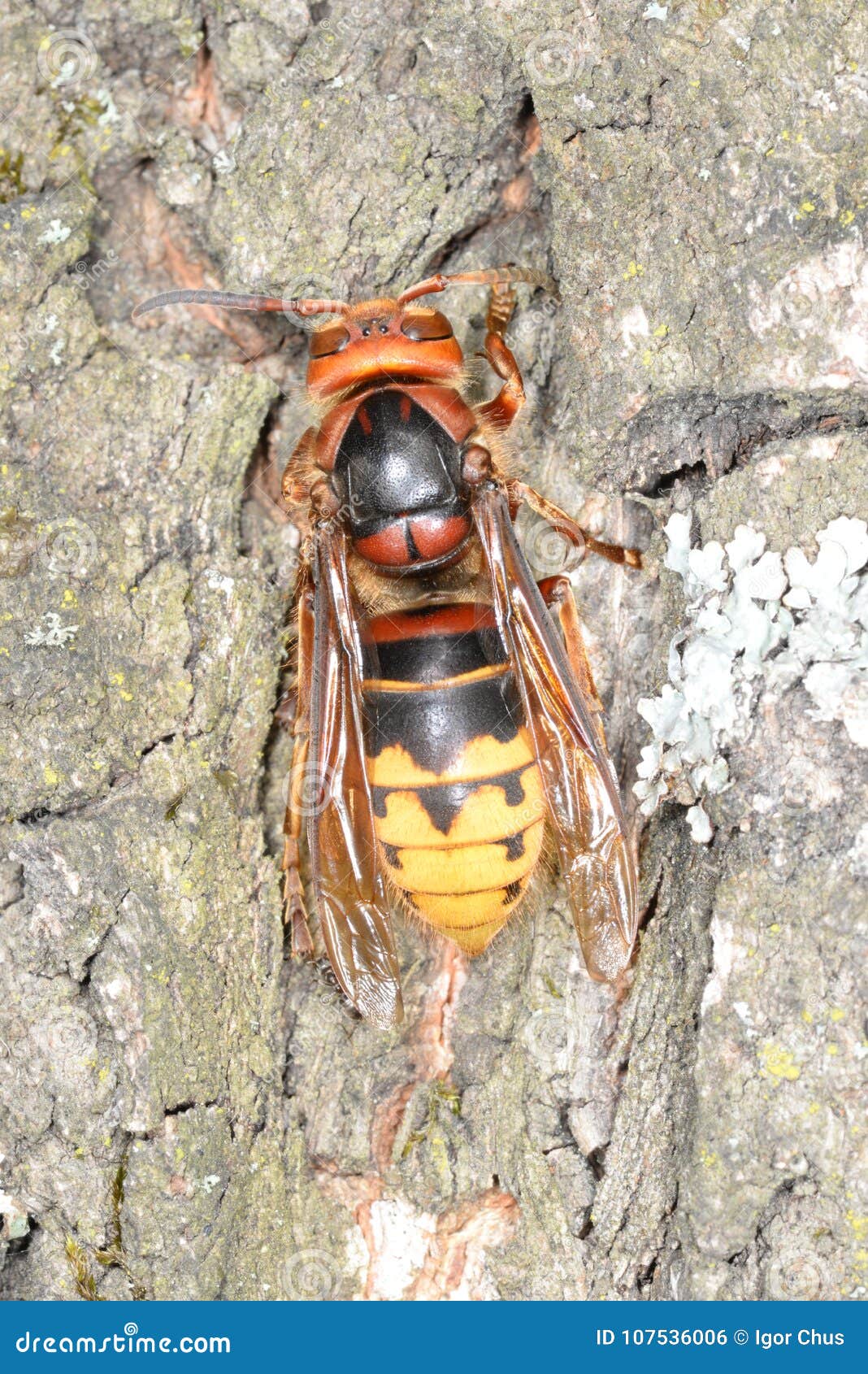 Hornet on Oak Tree, in Spring Stock Photo - Image of closeup, nest ...