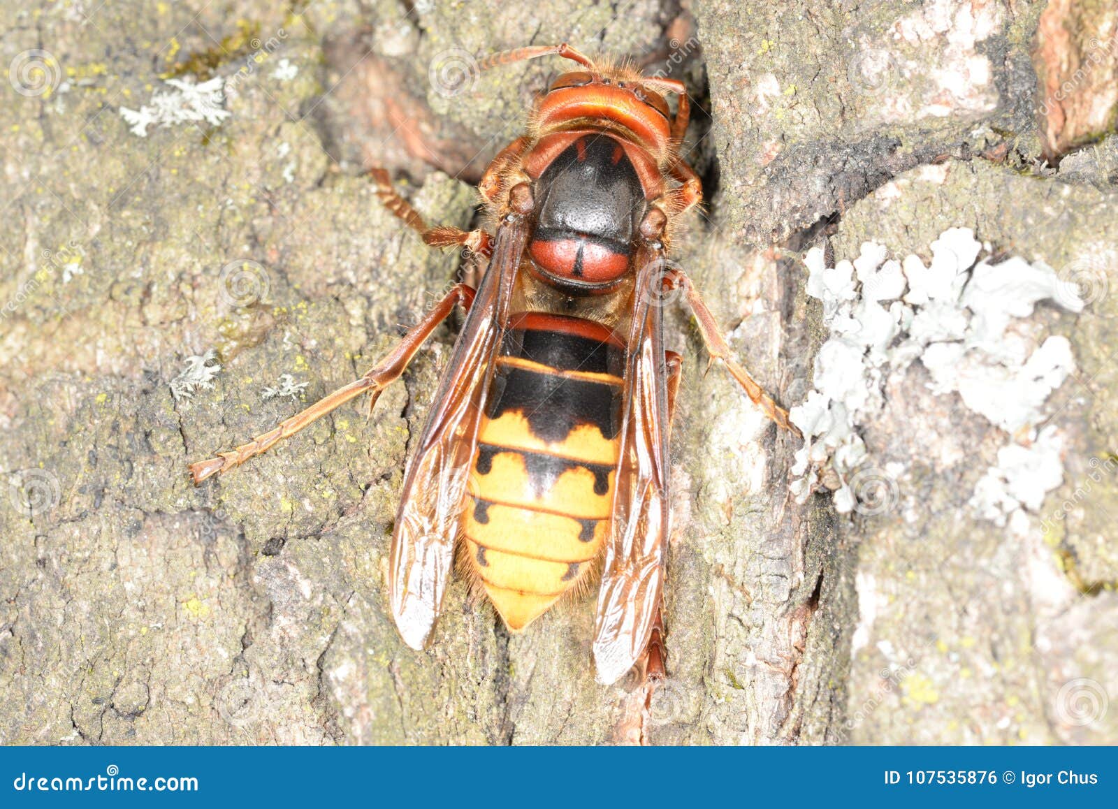 Hornet on Oak Tree, in Spring Stock Photo - Image of tree, summer ...