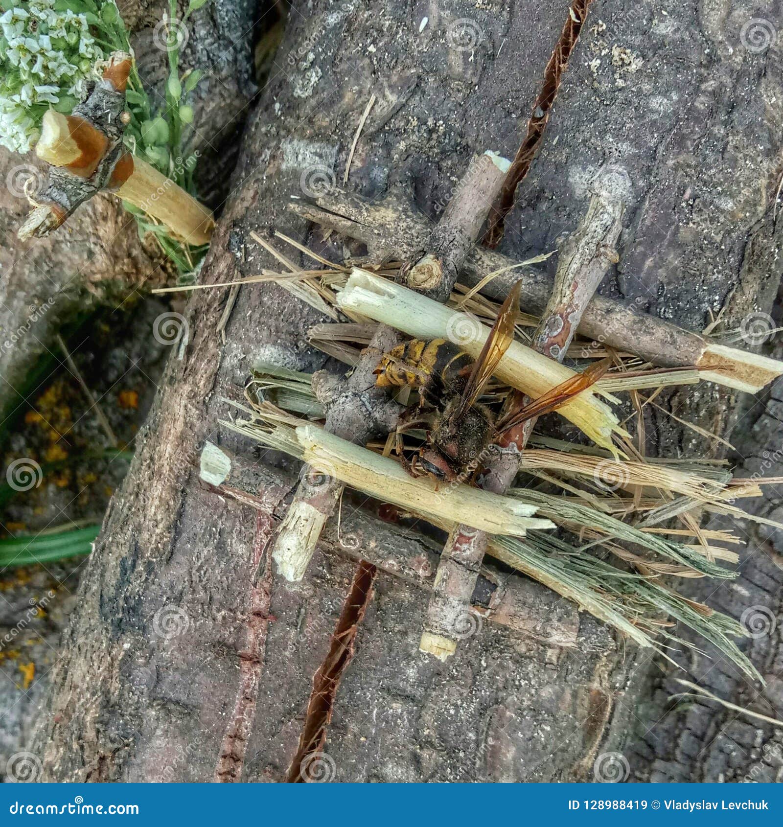 Old Nasocom Stock Photos - Free & Royalty-Free Stock Photos from Dreamstime