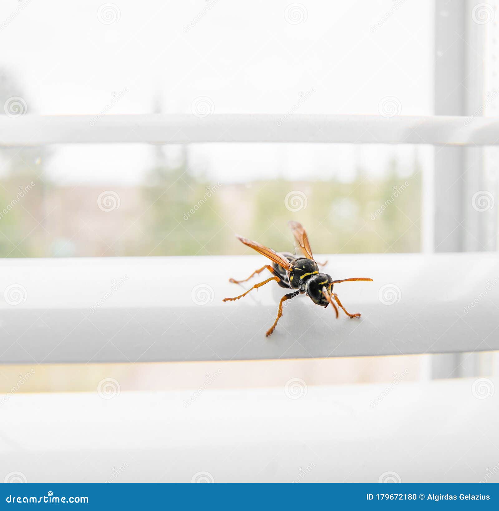 Hornet on the Shutter of Window Stock Photo - Image of white, curtains ...