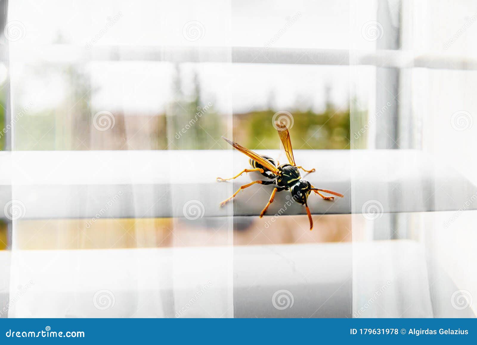 Hornet on the Shutter of Window Stock Photo - Image of shutter, macro ...