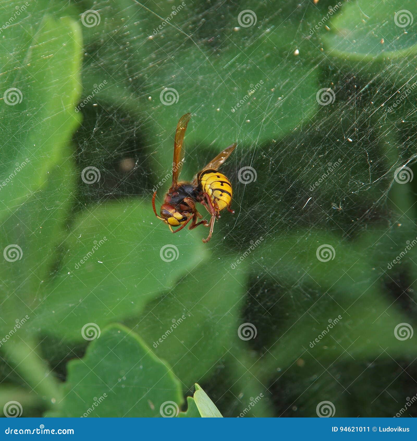 Hornet in a spider web stock image. Image of wildlife - 94621011