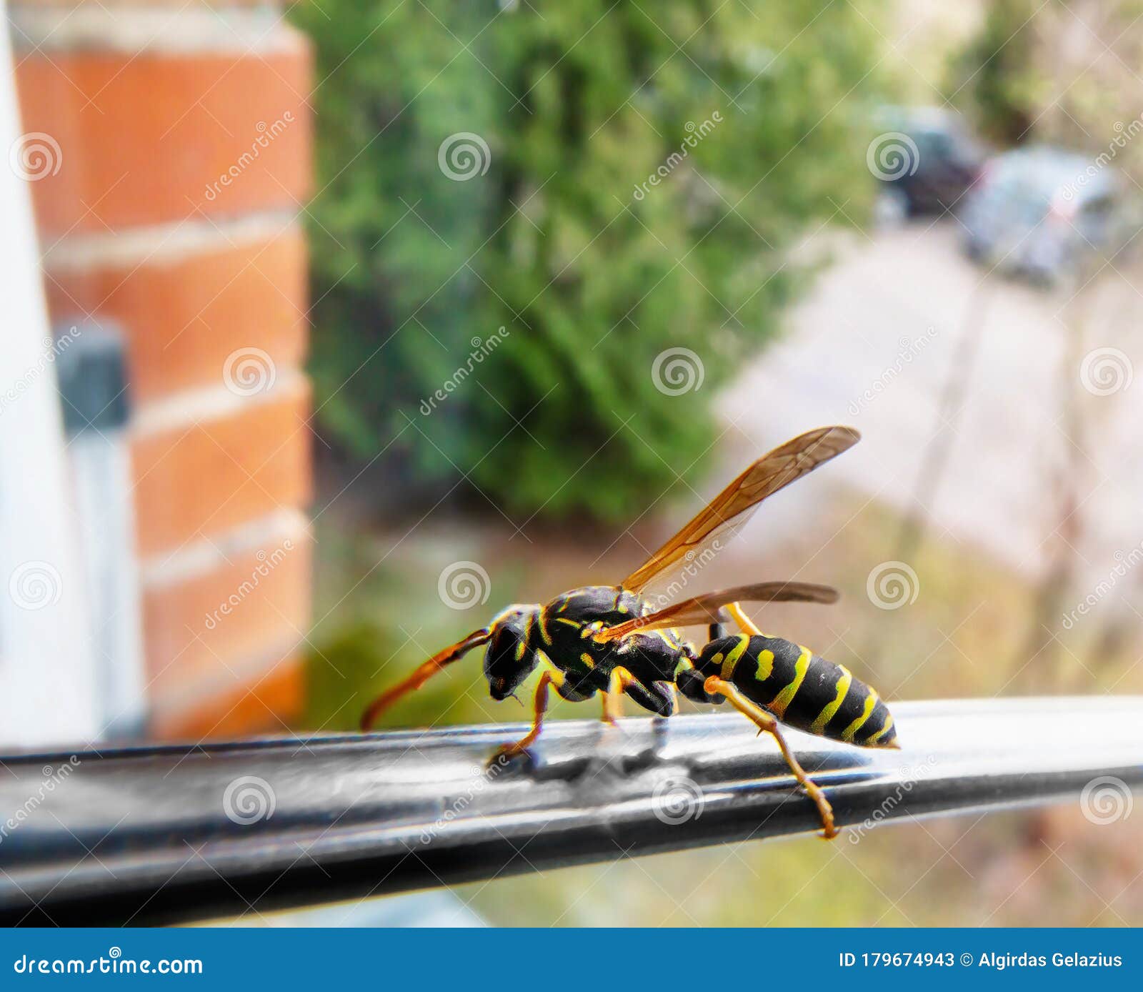 Hornet on the Spoon at the Window Stock Image - Image of insect ...