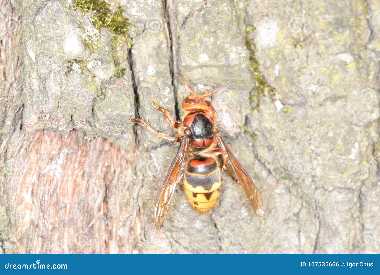 Hornet on tree bark stock photo. Image of eusocial, detail - 107535666