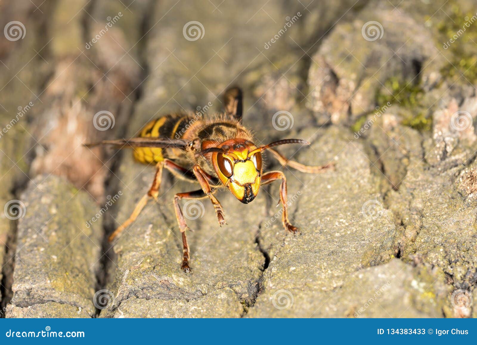 Hornet on Tree Bark 2018 Ukrein Stock Image - Image of closeup, crabro ...