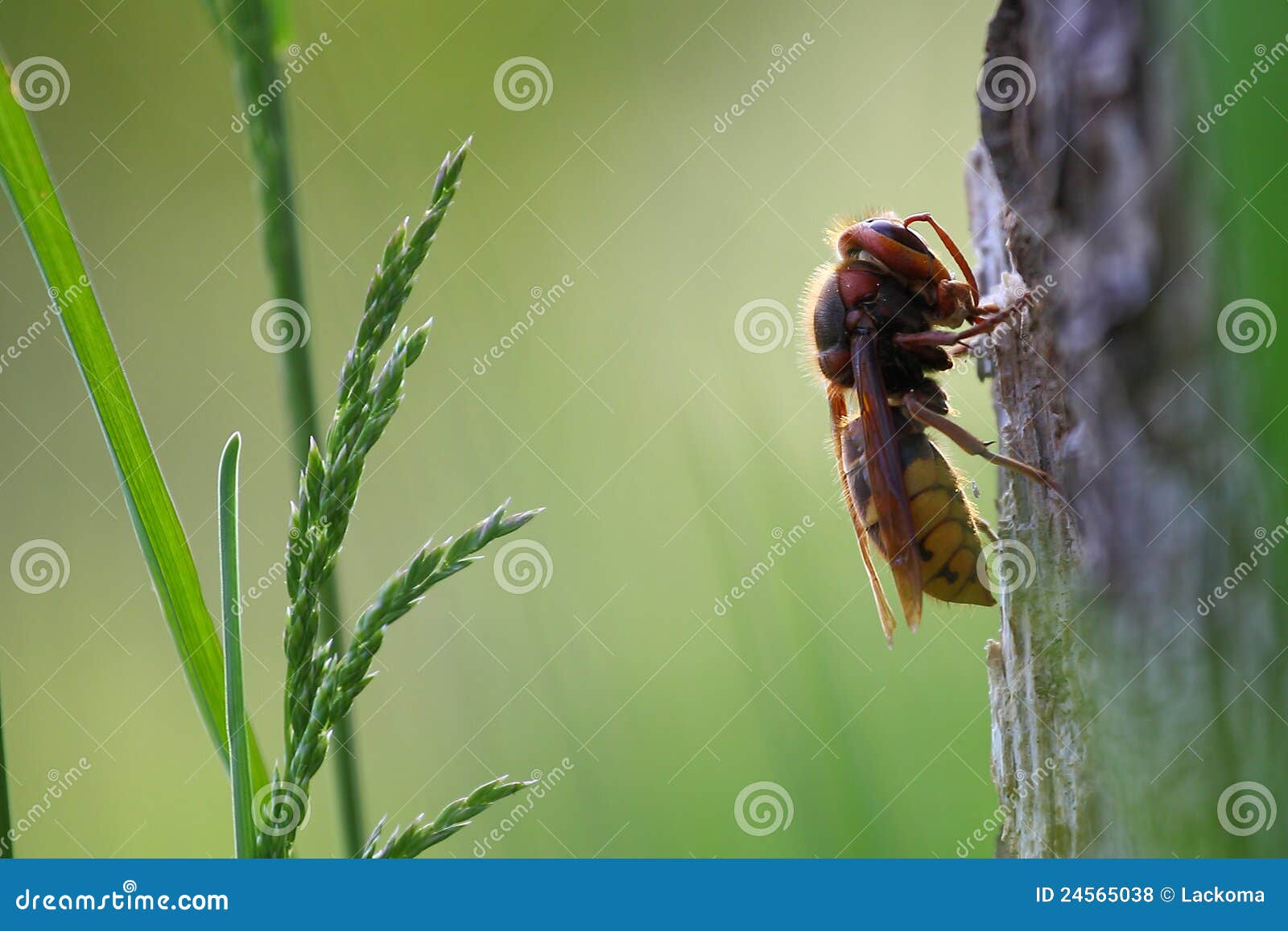 Hornet (vespa crabo) stock photo. Image of poisonous - 24565038