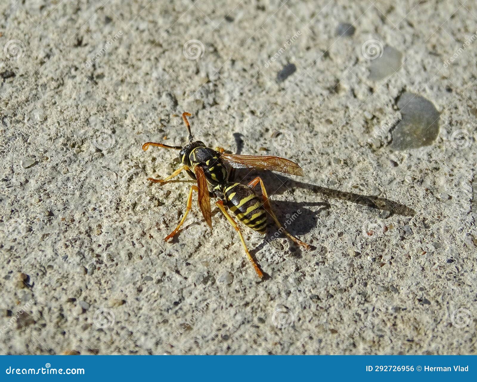 A Hornet (wasp) Sits on a Concrete Surface Stock Photo - Image of ...
