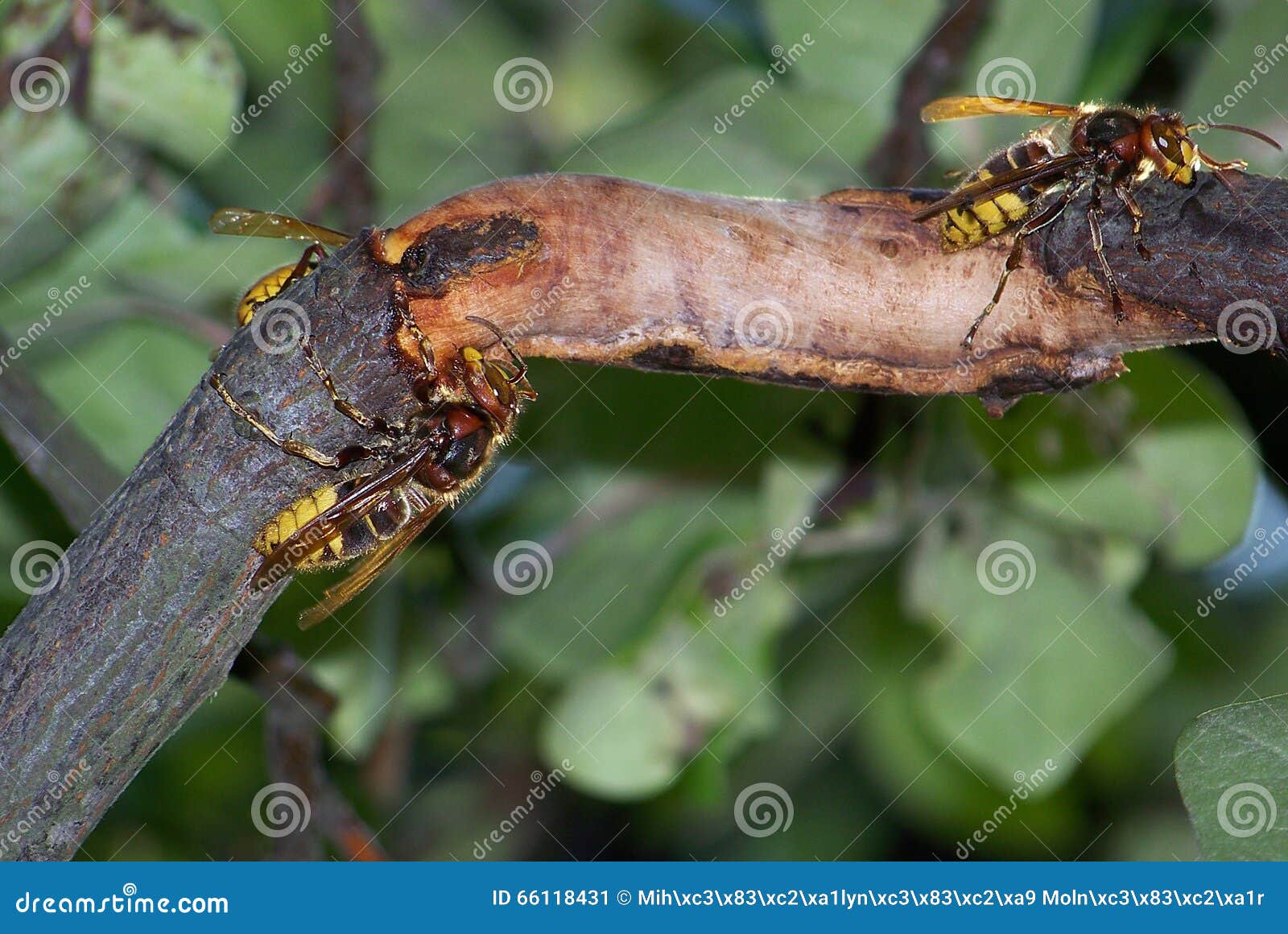 Hornets stock image. Image of hornets, chew, tree, wasps - 66118431