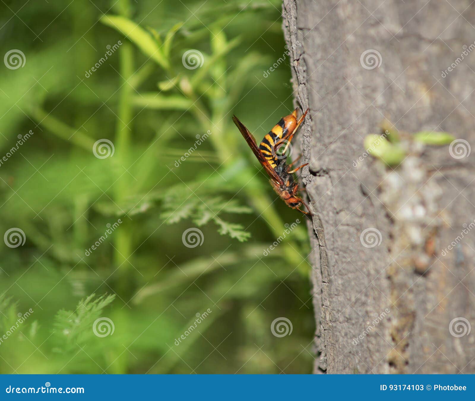 Hornets stock image. Image of season, nature, beauty - 93174103