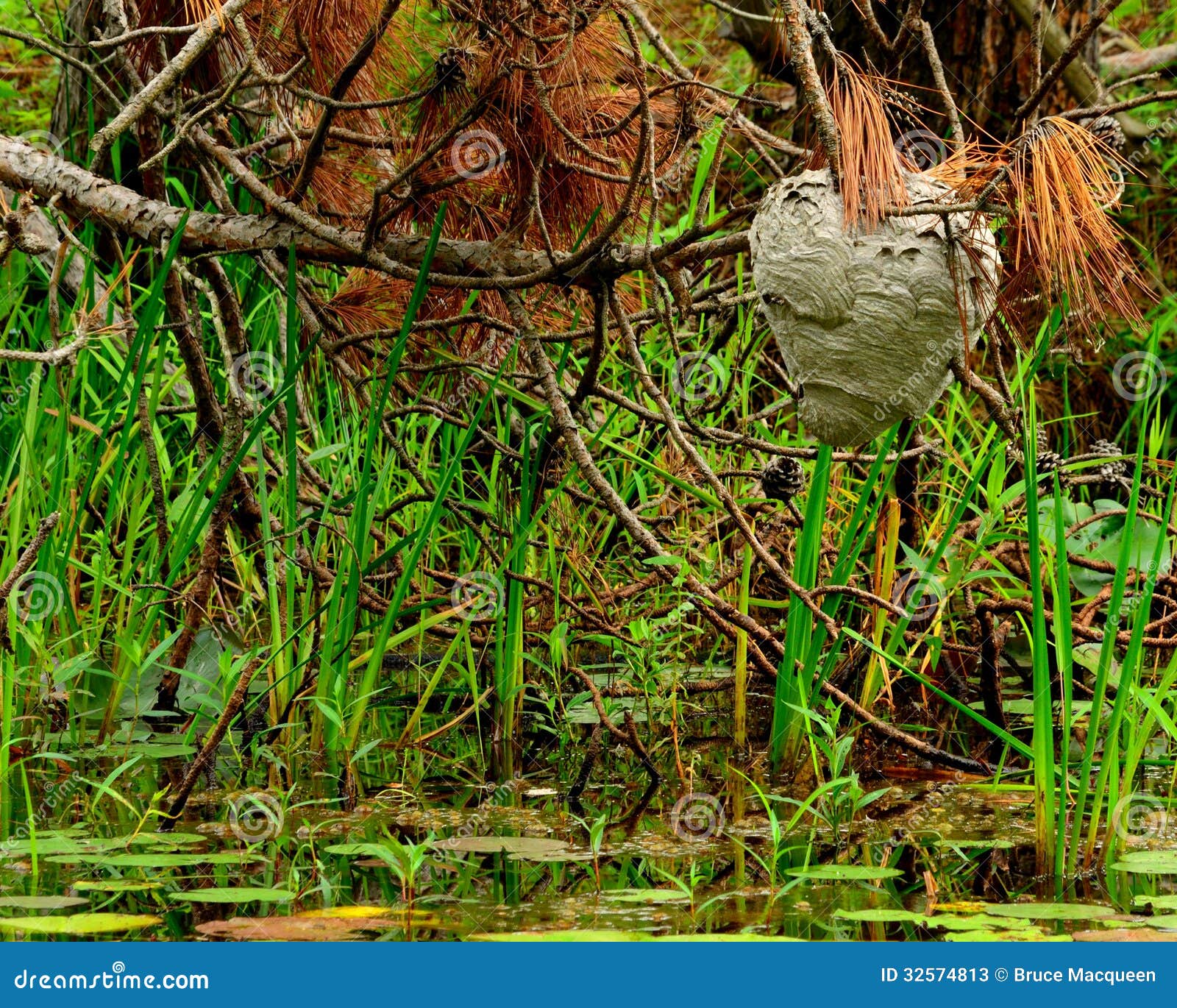 Hornets Nest stock image. Image of wildlife, sting, tree - 32574813