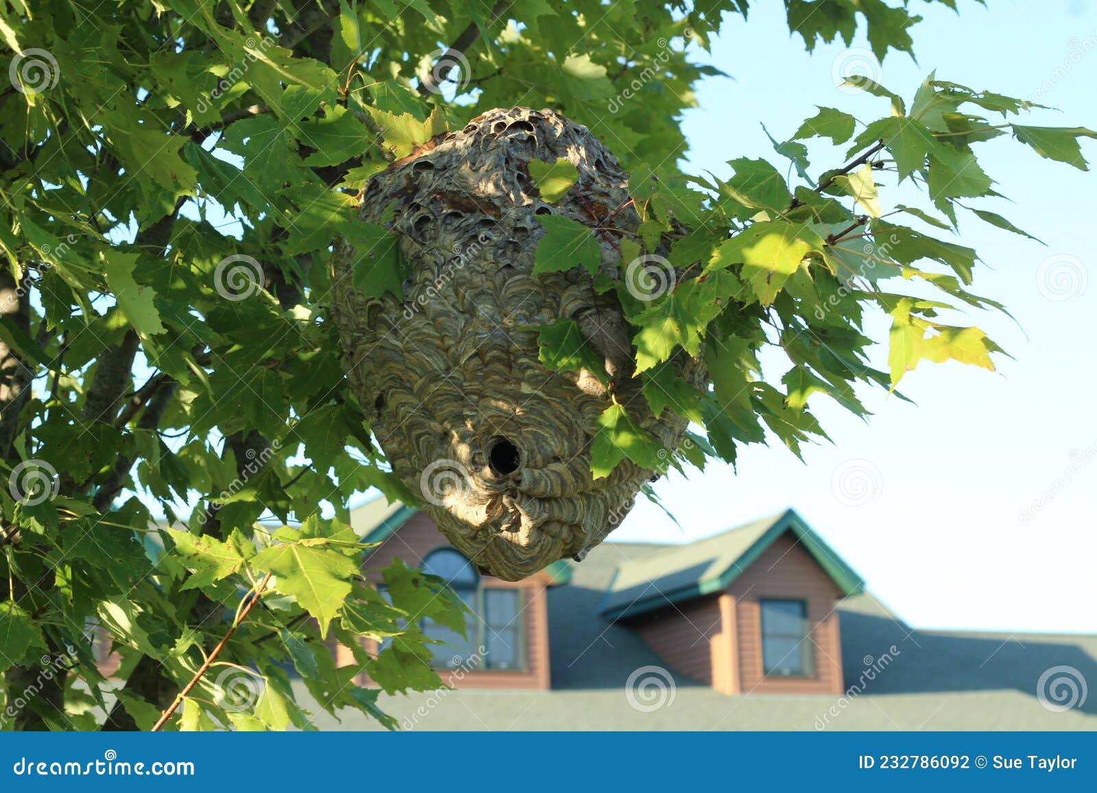 Hornets nest in a tree stock photo. Image of endangered - 232786092