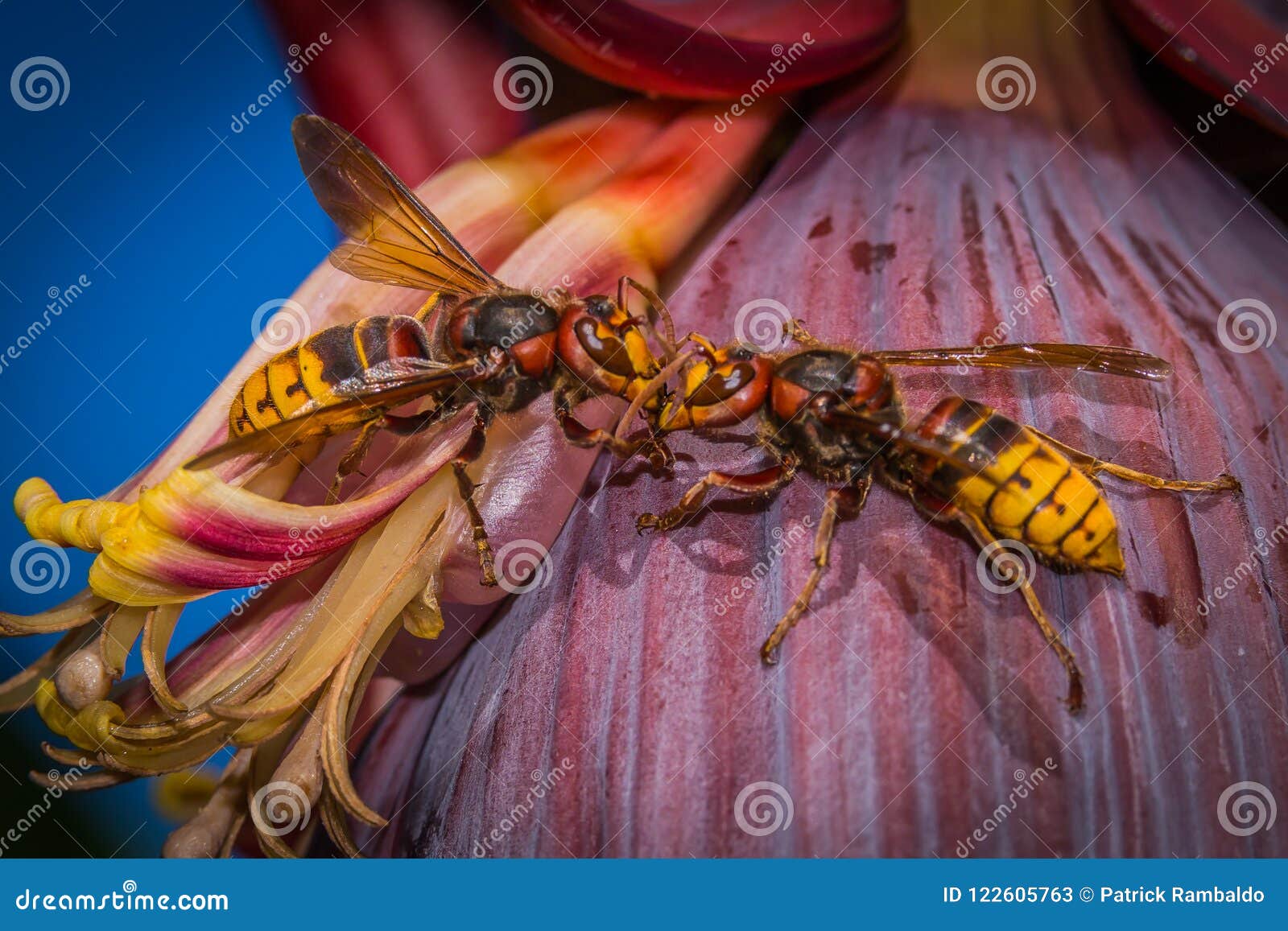 Fighting Wasps Royalty-Free Stock Photo | CartoonDealer.com #6441963