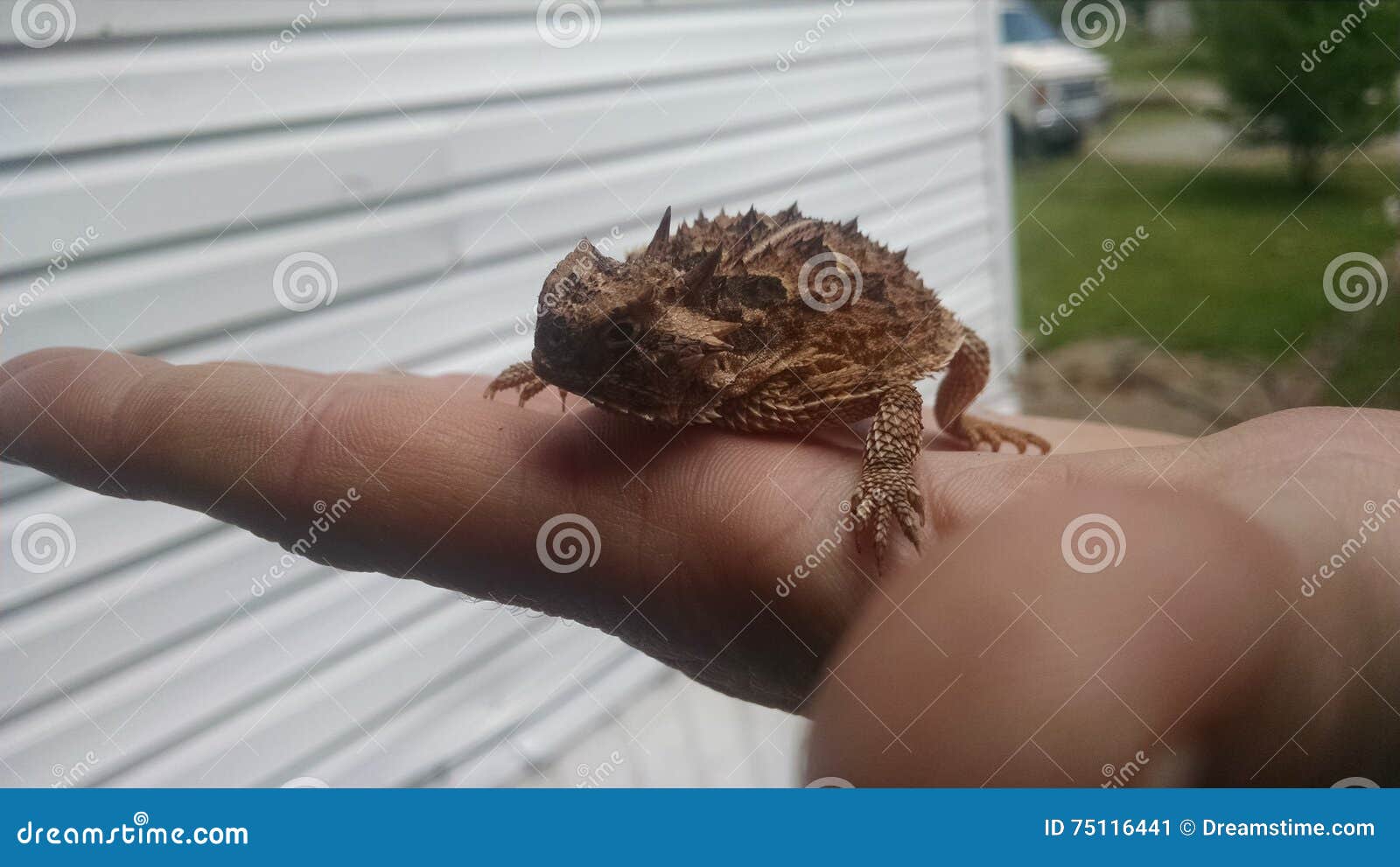 Horney Toad stock image. Image of toad, anymore, horney - 75116441