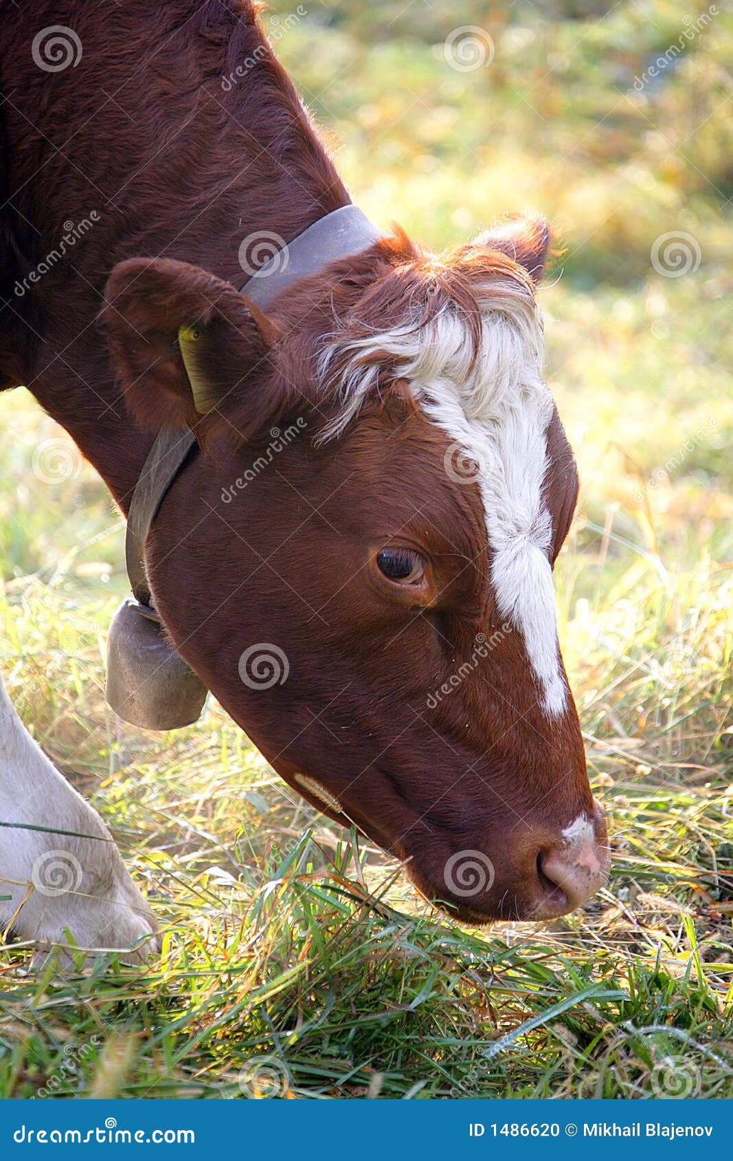 Hornless Cow 1 stock photo. Image of quiet, farming, bovine - 1486620