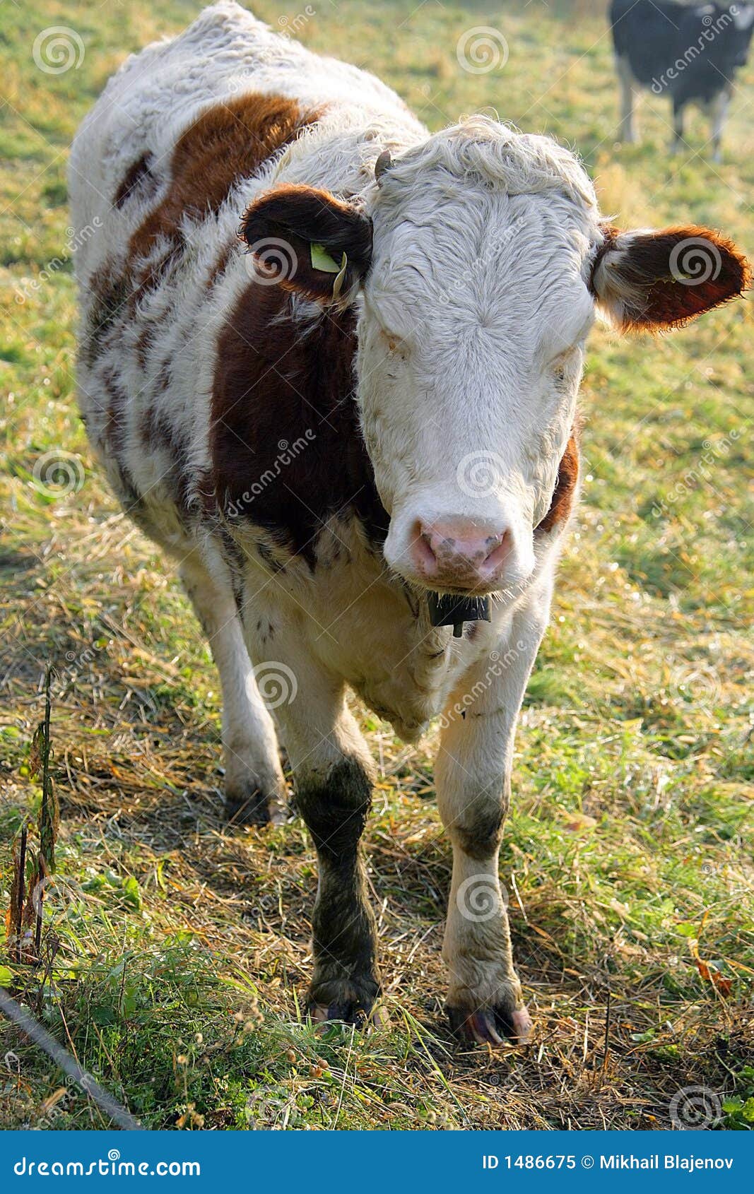 Hornless Cow 2 stock image. Image of agriculture, peasantry - 1486675