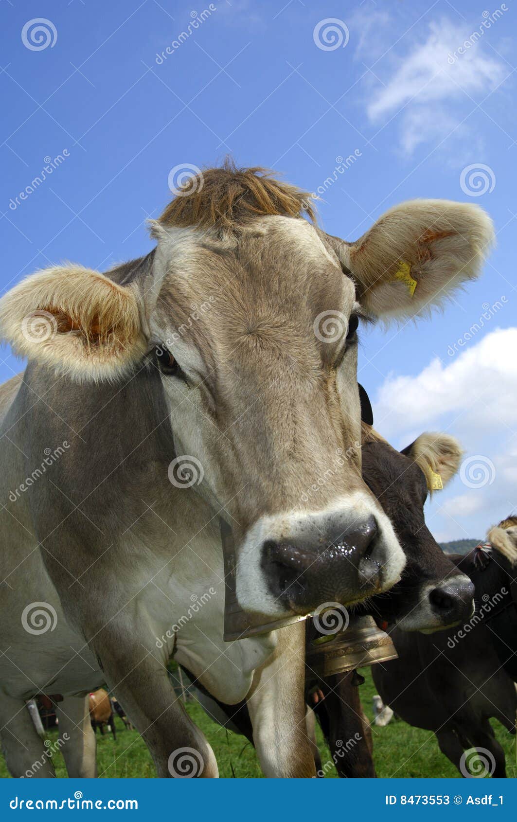 Hornless cow stock image. Image of farming, fauna, husbandry - 8473553