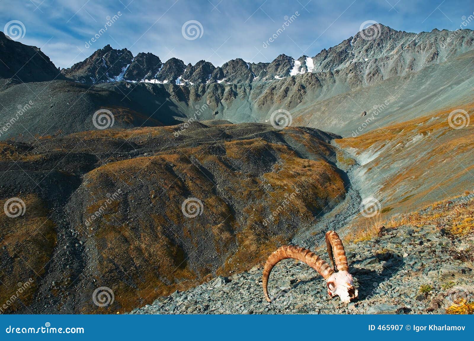 Horns of the dead ram-01 stock image. Image of skull, fall - 465907