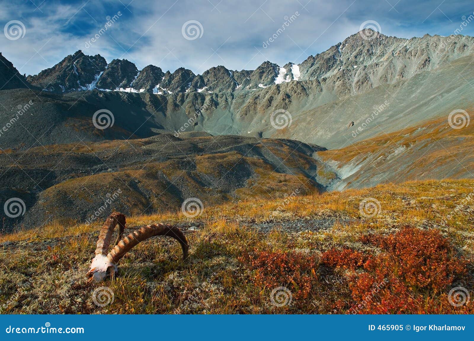 Horns of the dead ram-03 stock image. Image of country - 465905