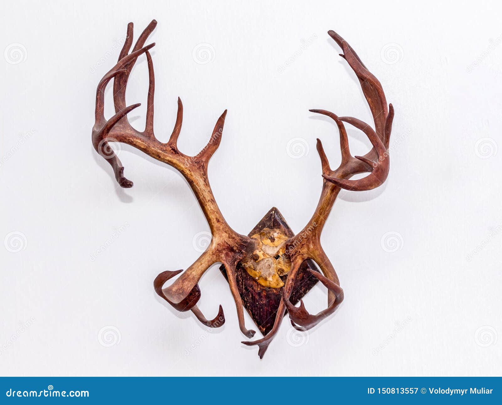 Horns of a Deer on a White Wall As an Ornament and a Hanger_ Stock ...
