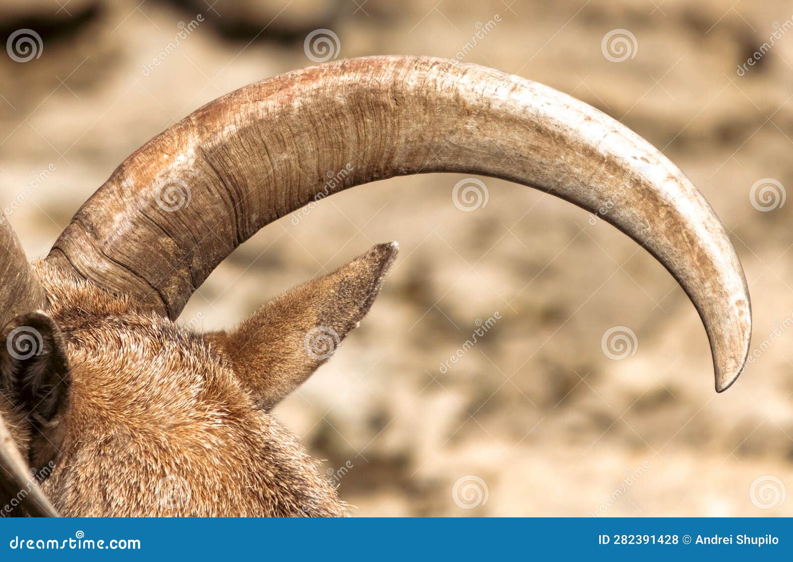 Horns on a Ram Close-up. Macro Stock Photo - Image of musimon, head ...