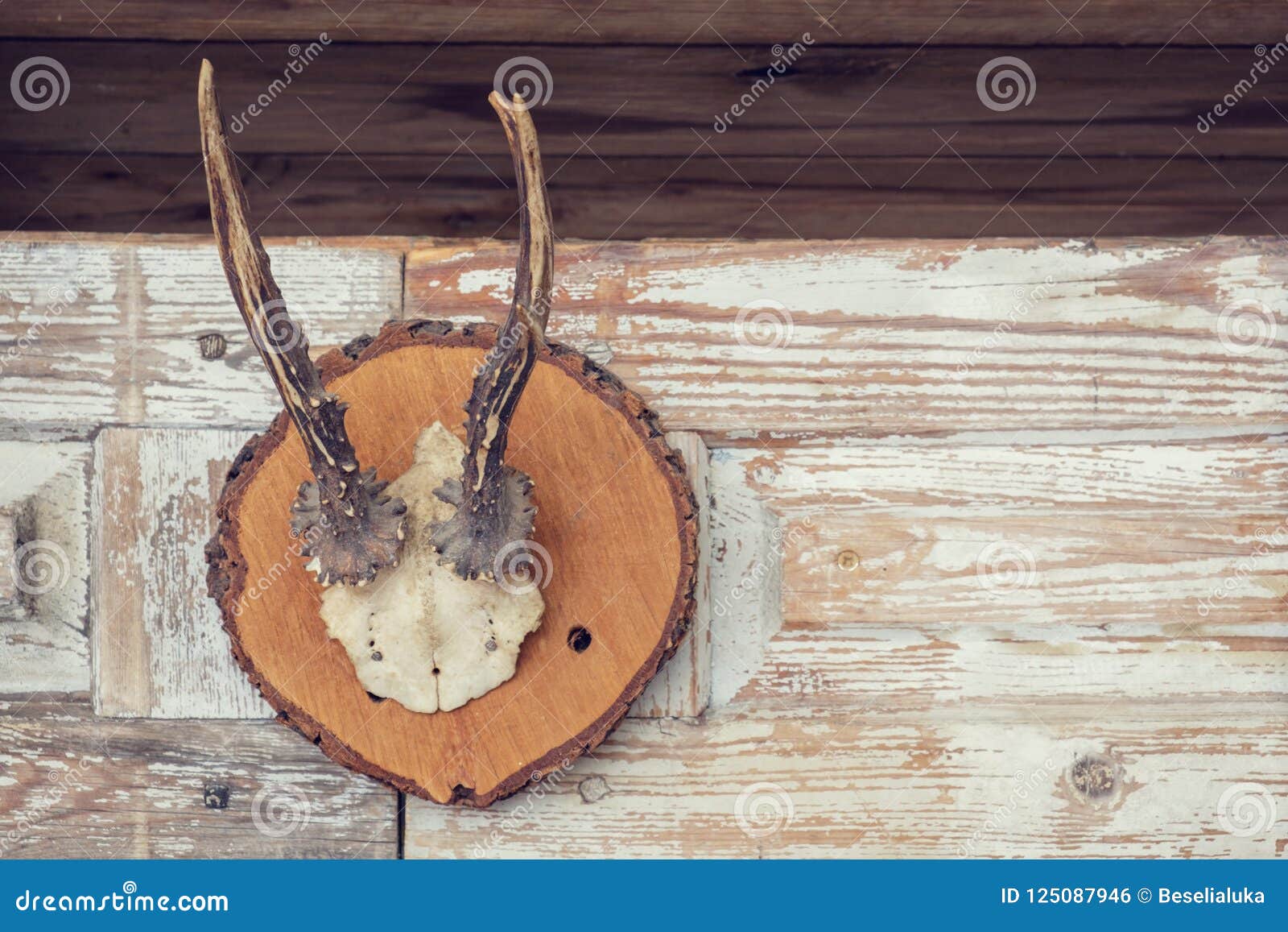 Horns of roe deer stock photo. Image of decorative, hunting - 125087946