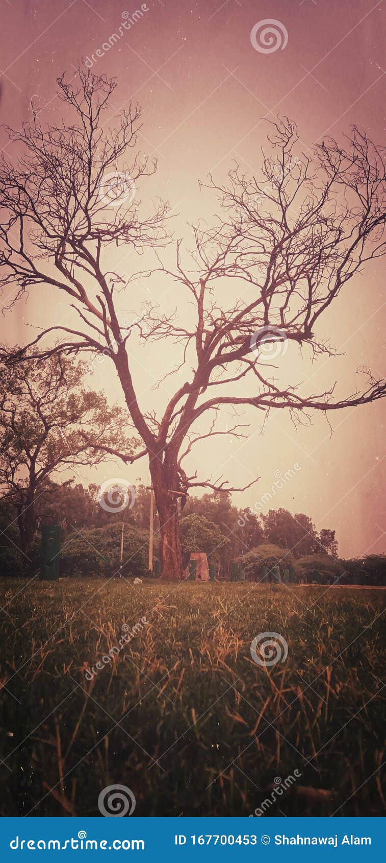 Horrer mysterious tree stock image. Image of forest - 167700453