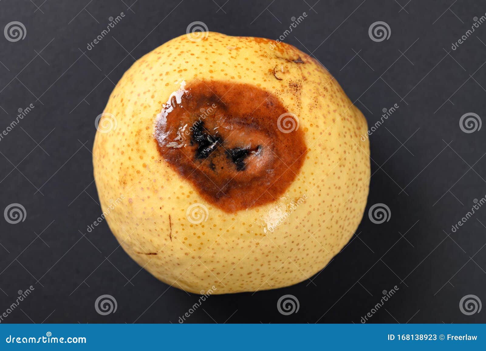 Horrible Overripe Apple with Worms Stock Image - Image of festered ...
