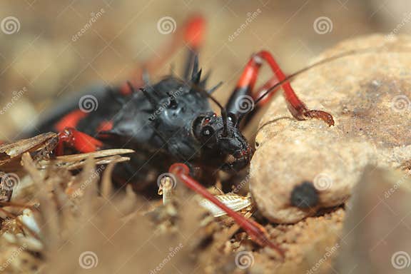 Horrid king assassin bug stock image. Image of king - 265833205