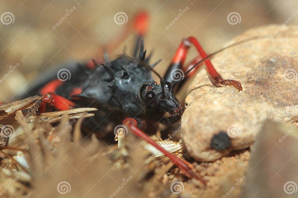 Horrid king assassin bug stock image. Image of king - 265833205