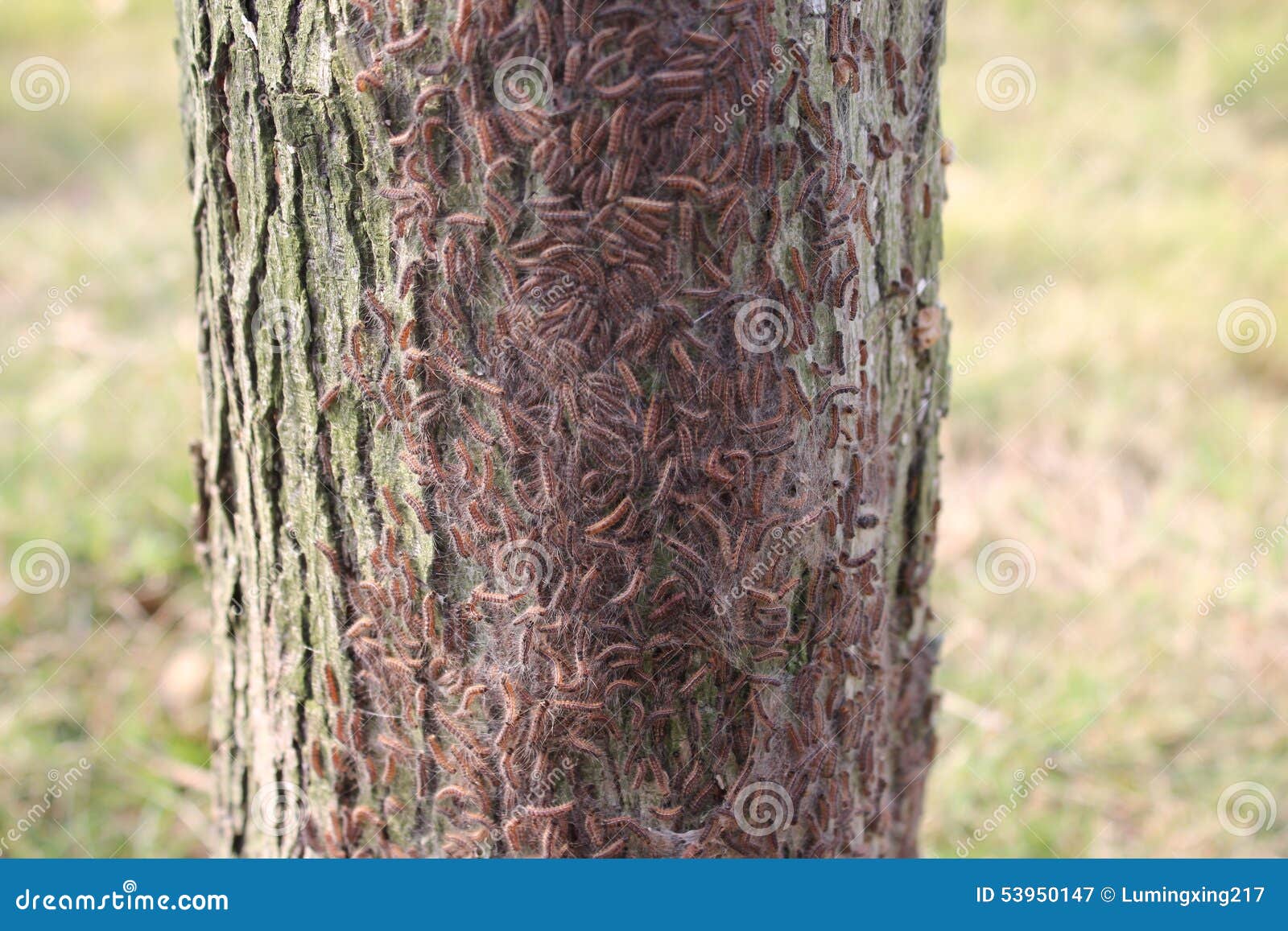 The Horror of the Caterpillar. Stock Image - Image of specimens, bugs ...