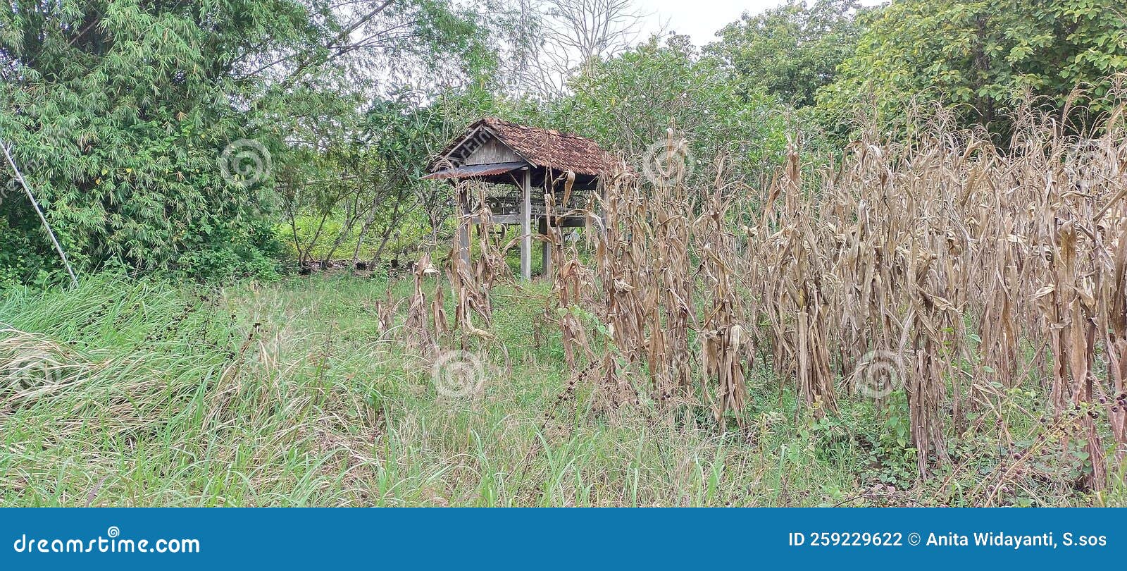 Horror, the Coffin of the Corpse Stock Photo - Image of element ...