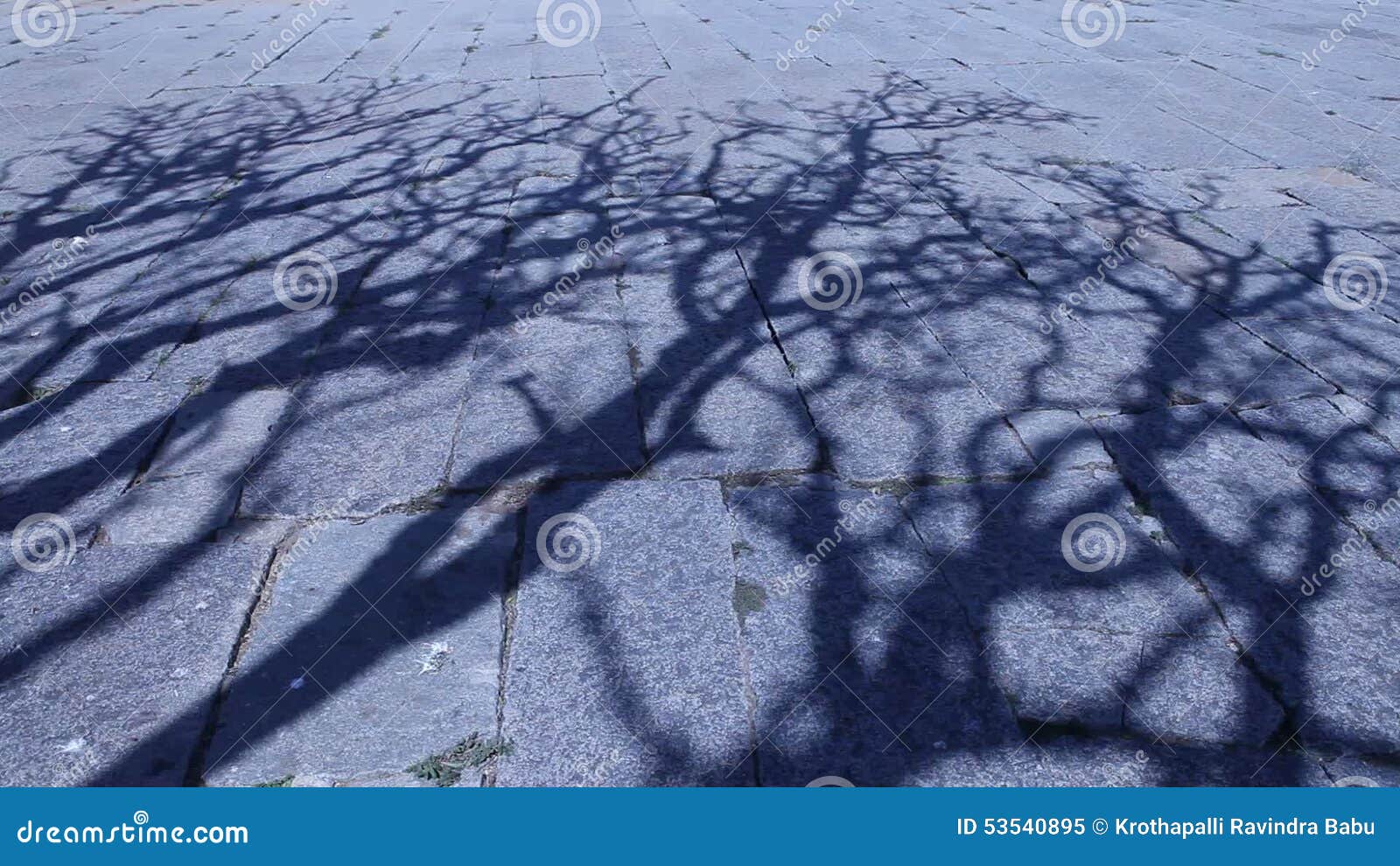 Horror Effect Shot of Tree Shadow Stock Video - Video of location ...