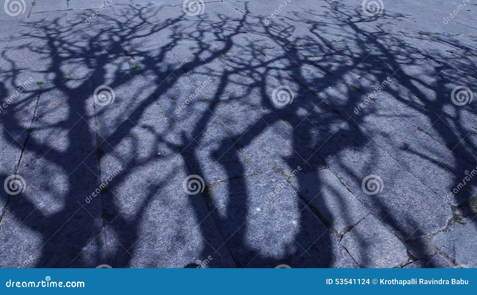 Horror Effect Shot of Tree Shadow Stock Footage - Video of horror, leaf ...