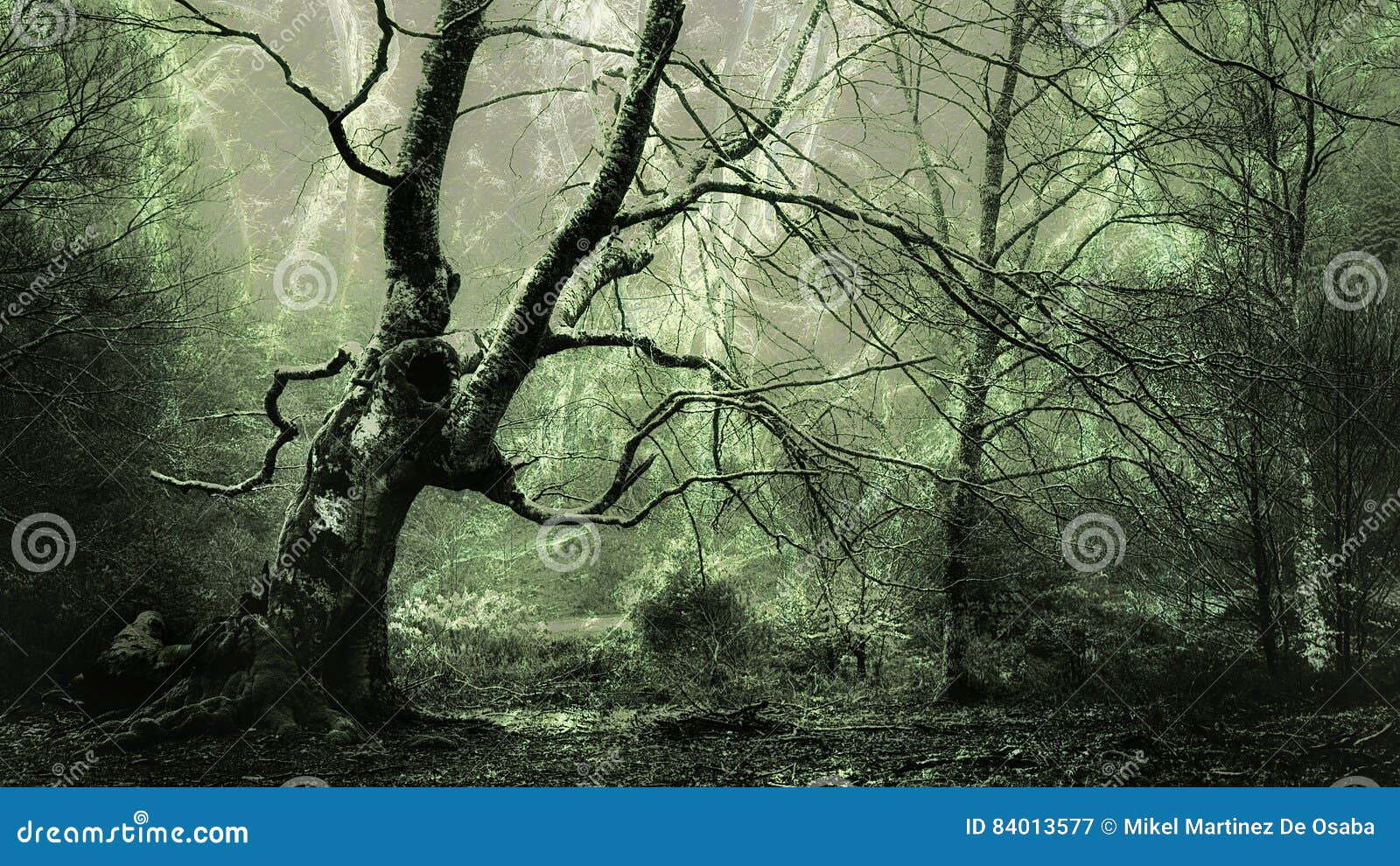 Horror forest stock image. Image of halloween, twisted - 84013577