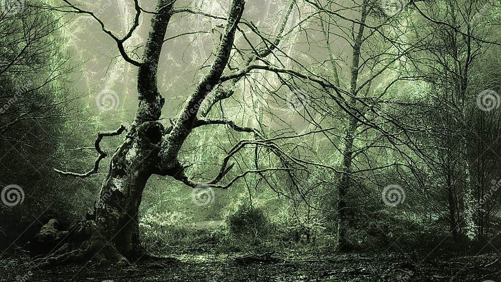 Horror forest stock image. Image of halloween, twisted - 84013577