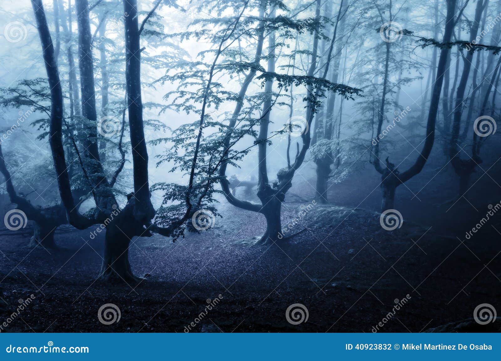 Horror forest at night stock photo. Image of black, enchanted - 40923832