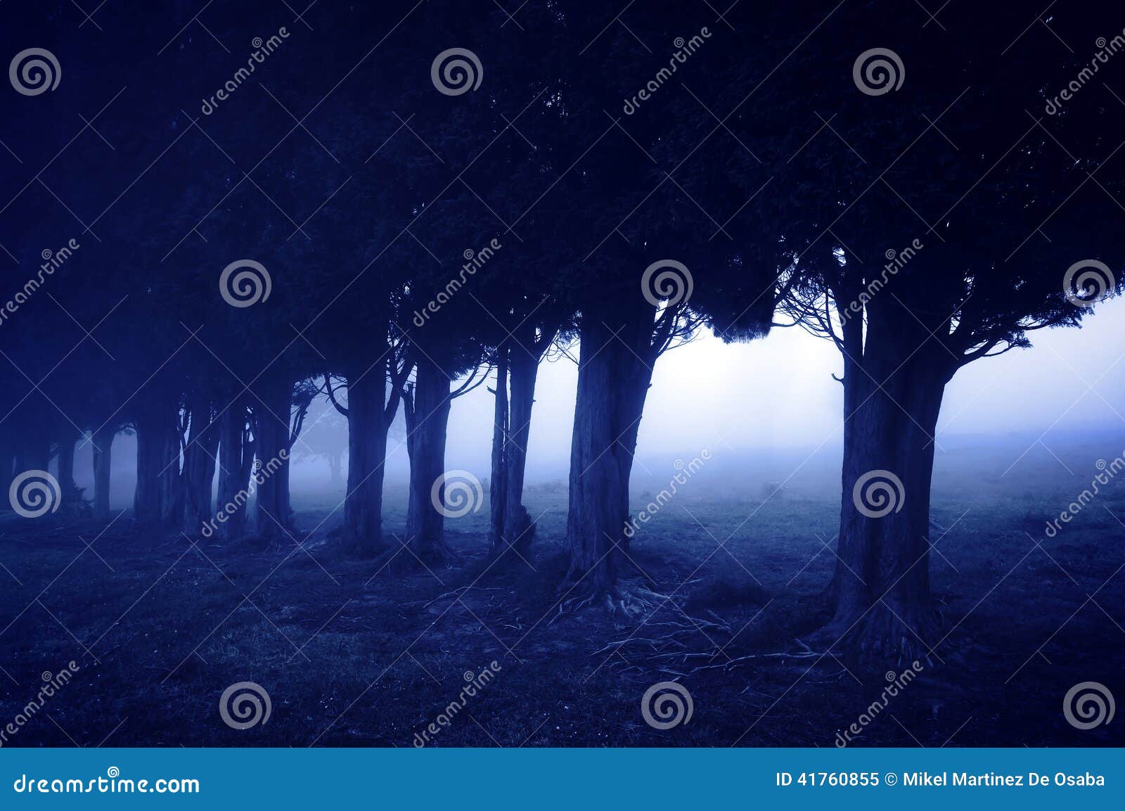 Horror forest at night stock image. Image of night, evening - 41760855
