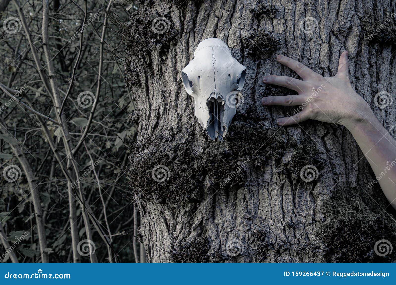 A Horror, Halloween Concept. a Sheep Skull Hanging from a Tree, with a ...