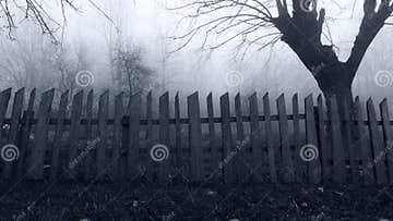 Horror Scene of the Misty Forest Stock Photo - Image of sinister, drama ...
