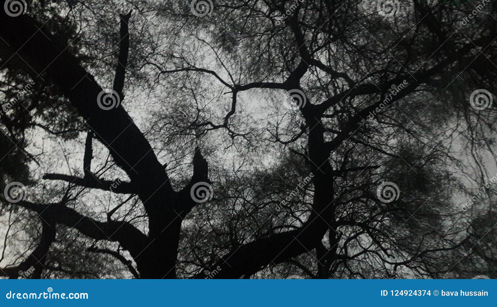 Horror tree stock photo. Image of tree, power, horror - 124924374