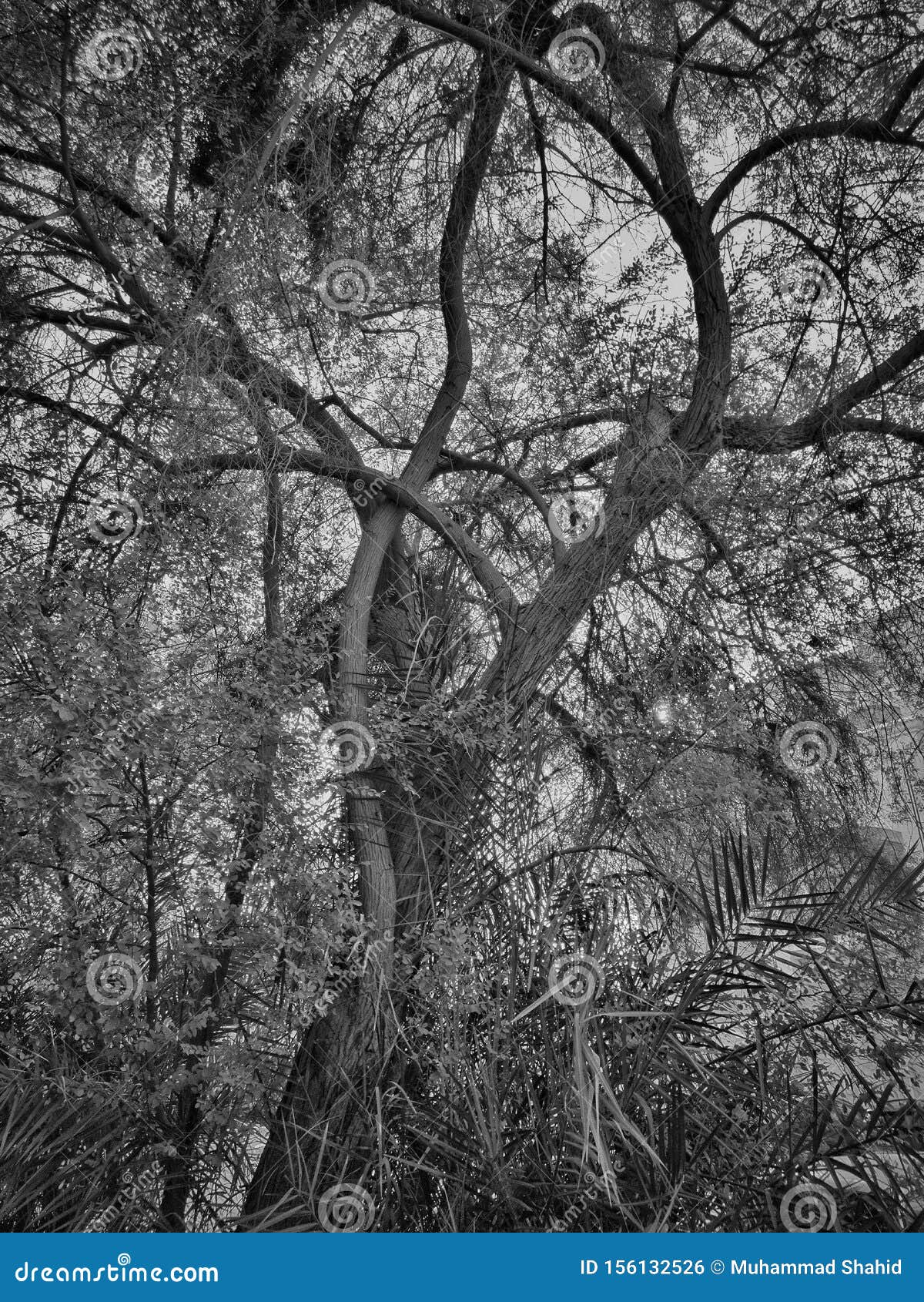 HORROR TREE BLACK and WHITE PAPER Stock Photo - Image of house, gritty ...