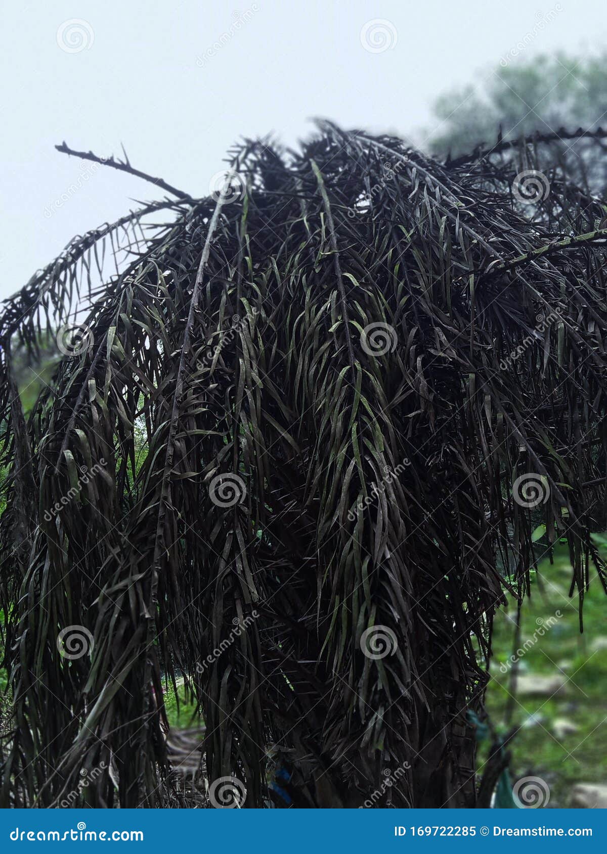 Horror_tree stock image. Image of natural, weird, tree - 169722285