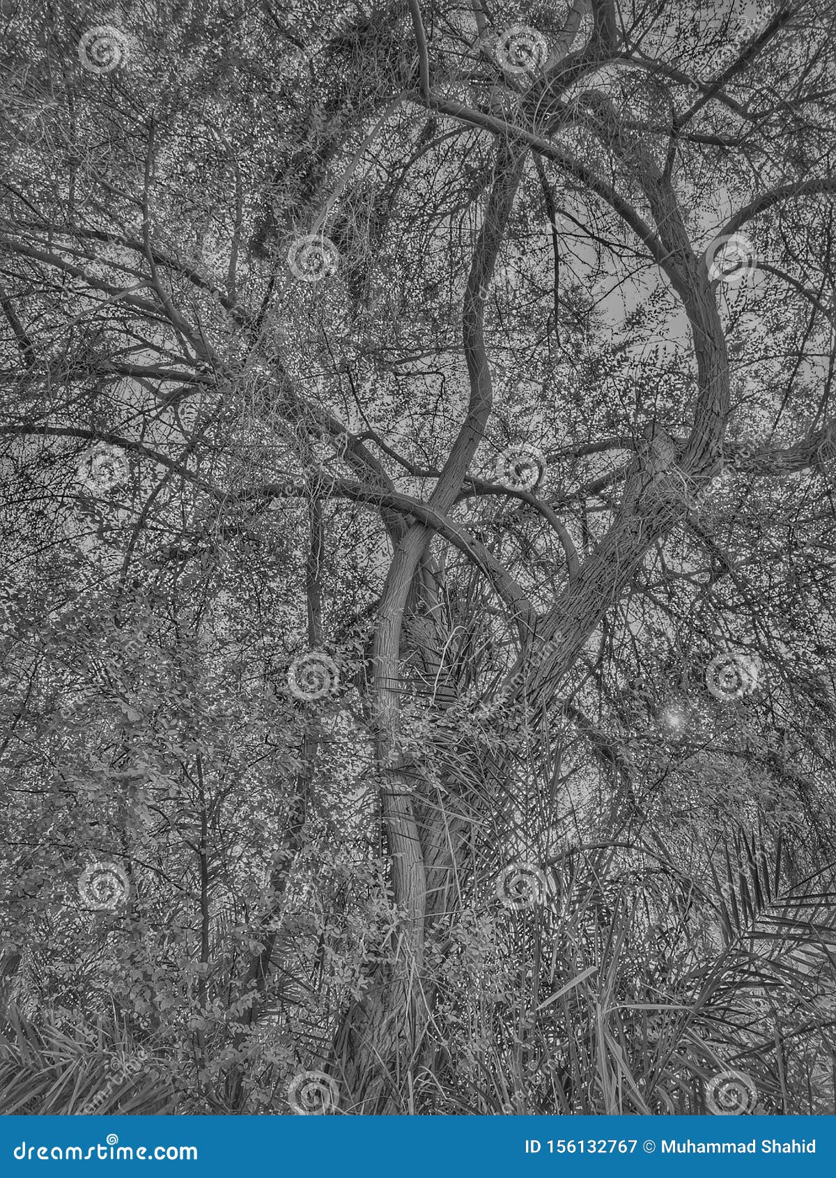 HORROR TREE SCARY BLACK and WHITE Stock Image - Image of branches, city ...