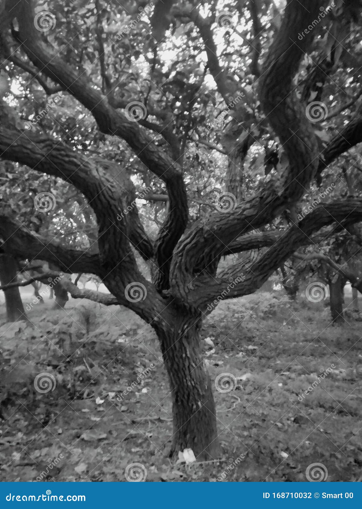Ghost Tree Of Pench National Park ,madhyapradesh ,india, It Changes Its ...