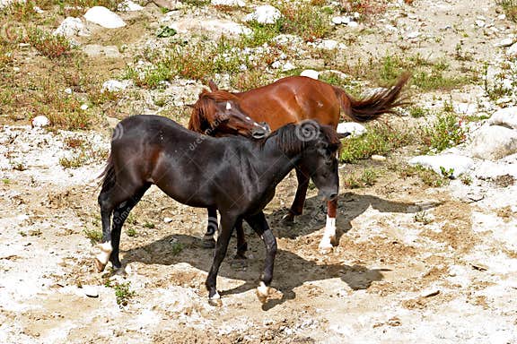 Horse stock photo. Image of mate, equine, mating, farm - 12098854