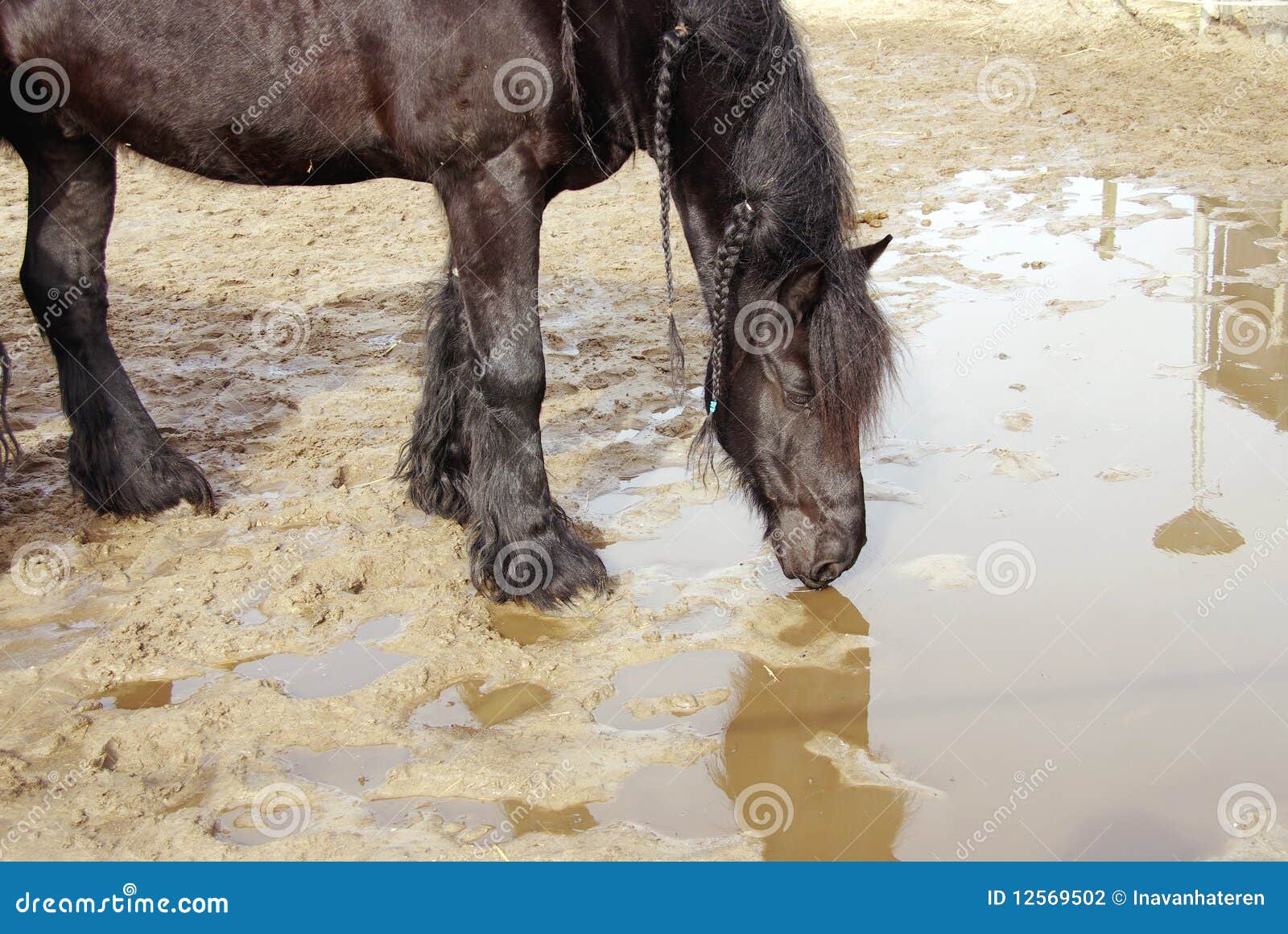 Horse stock photo. Image of mirroring, reflection, animal - 12569502