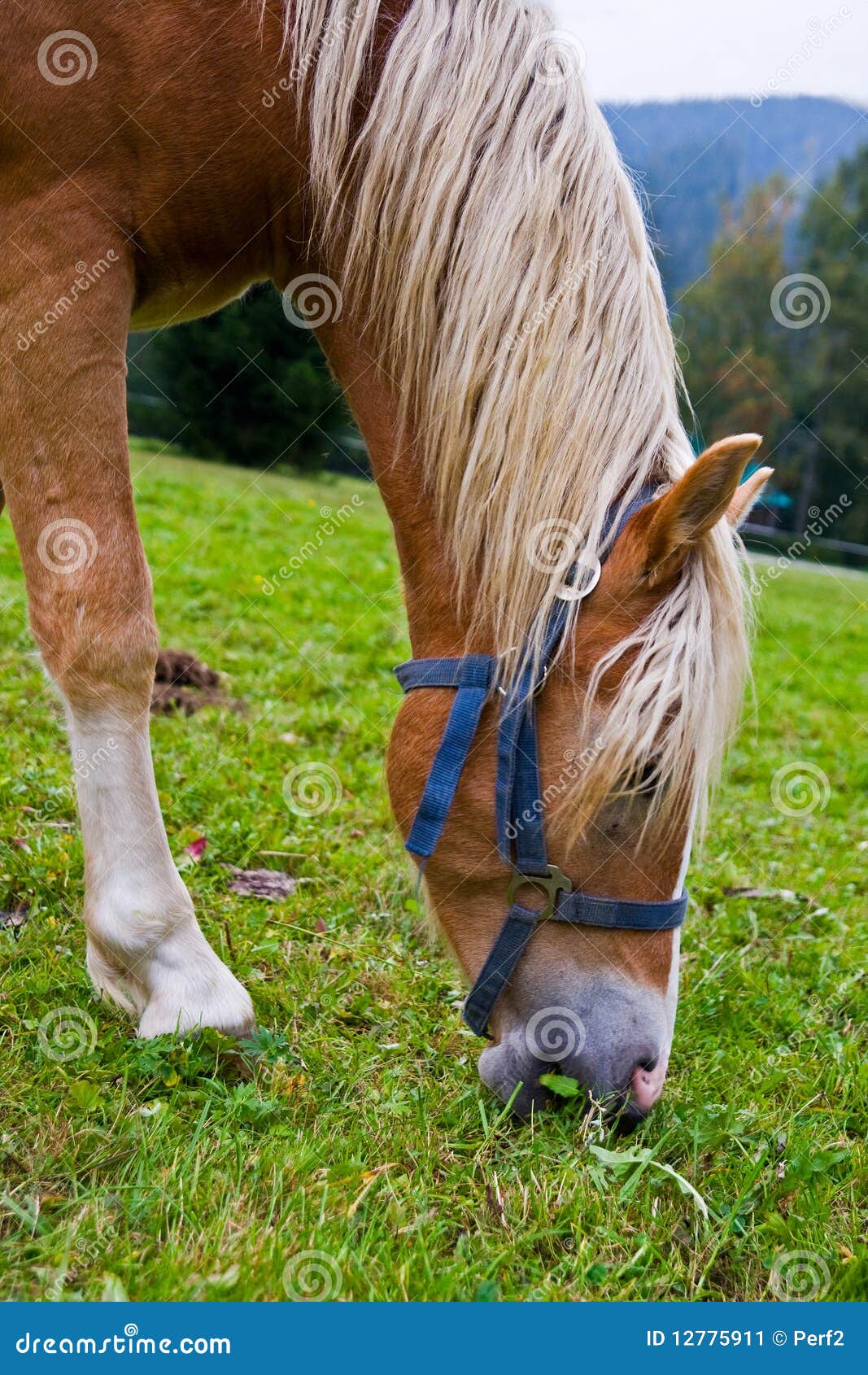 Horse stock image. Image of exterioe, natural, pony, rural - 12775911