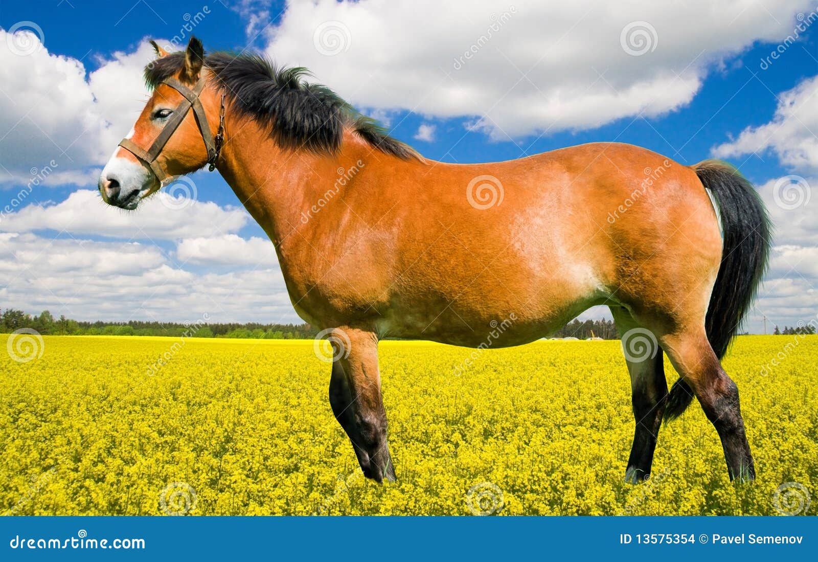 Horse stock photo. Image of spring, outside, farmland - 13575354