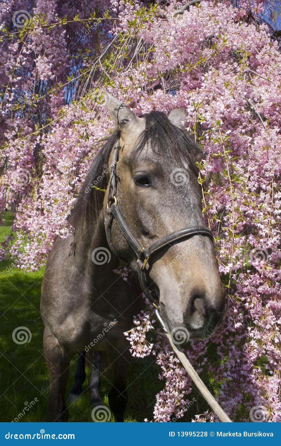 Horse stock photo. Image of horse, blossom, pink, spring - 13995228